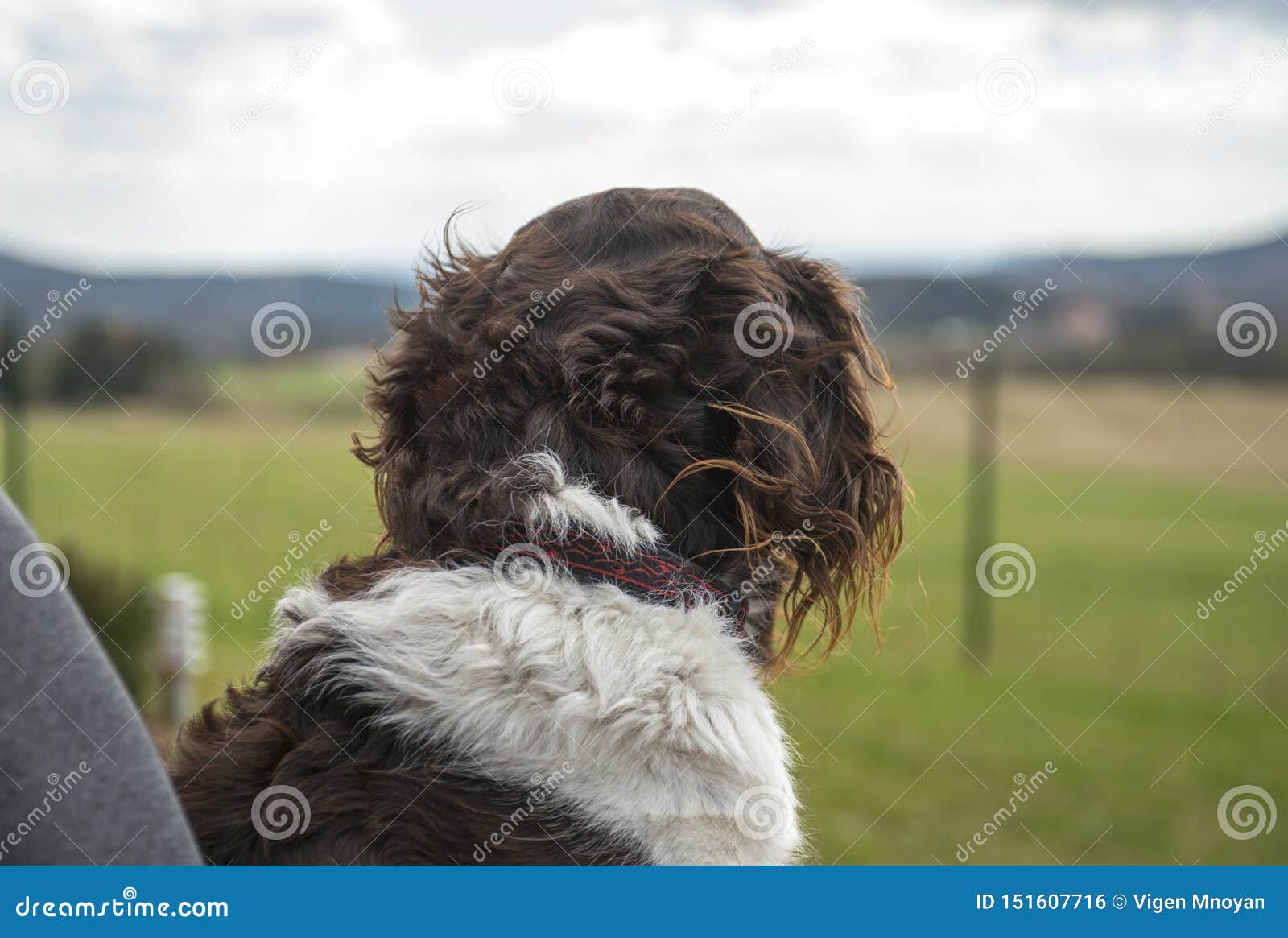 The setter dog sitting stock photo. Image of friend - 151607716