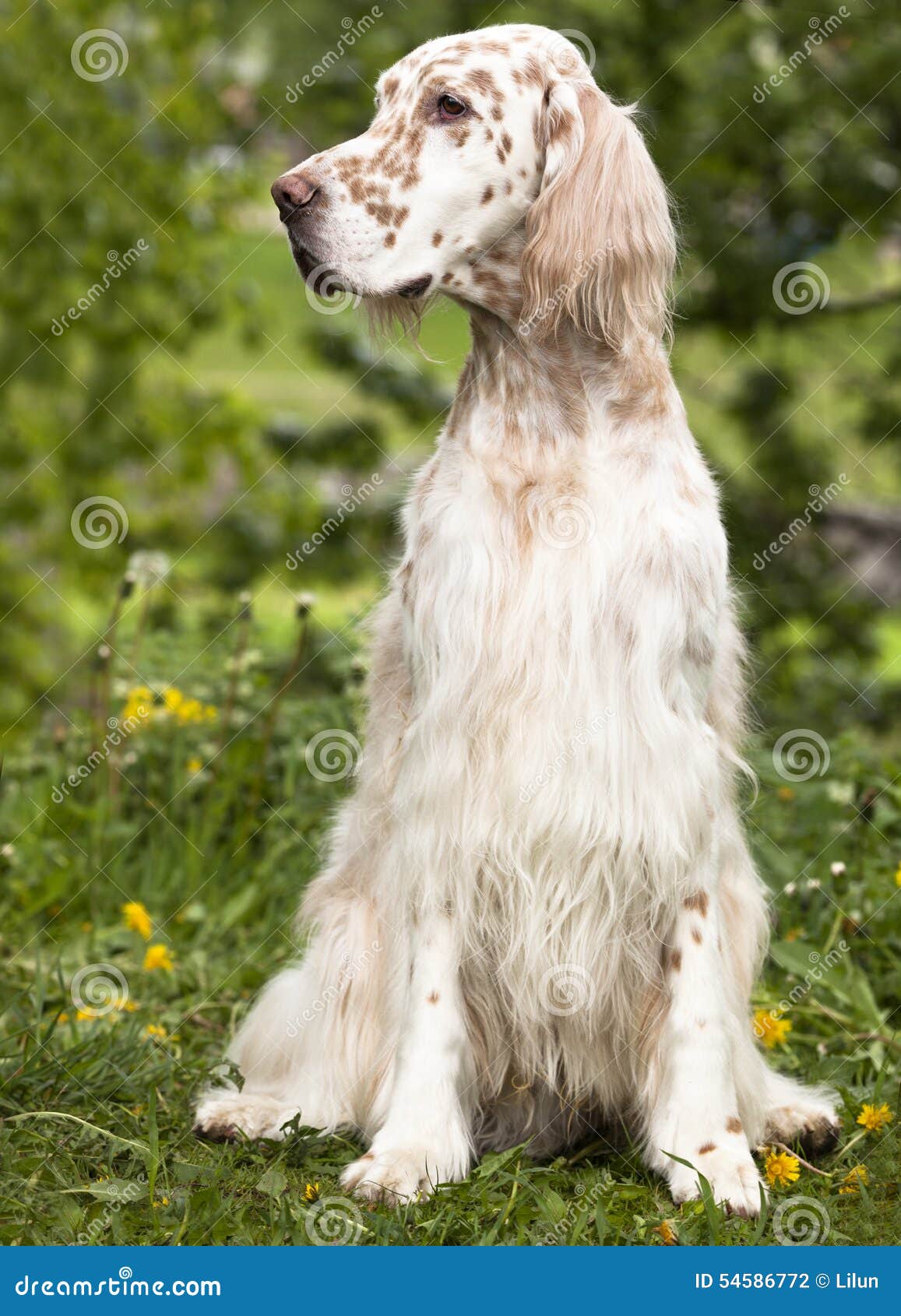 Setter english portrait stock photo. Image of pure, serious - 54586772