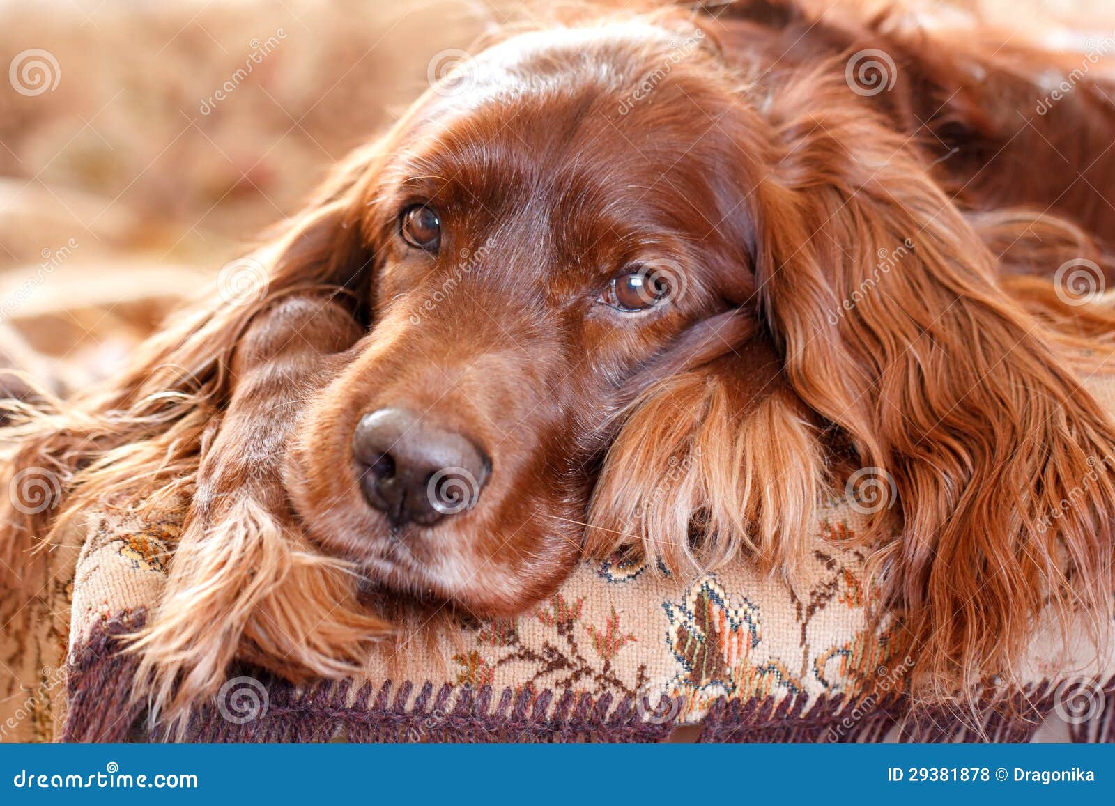 Setter Irlandese rosso fotografia stock. Immagine di irlandese - 29381878