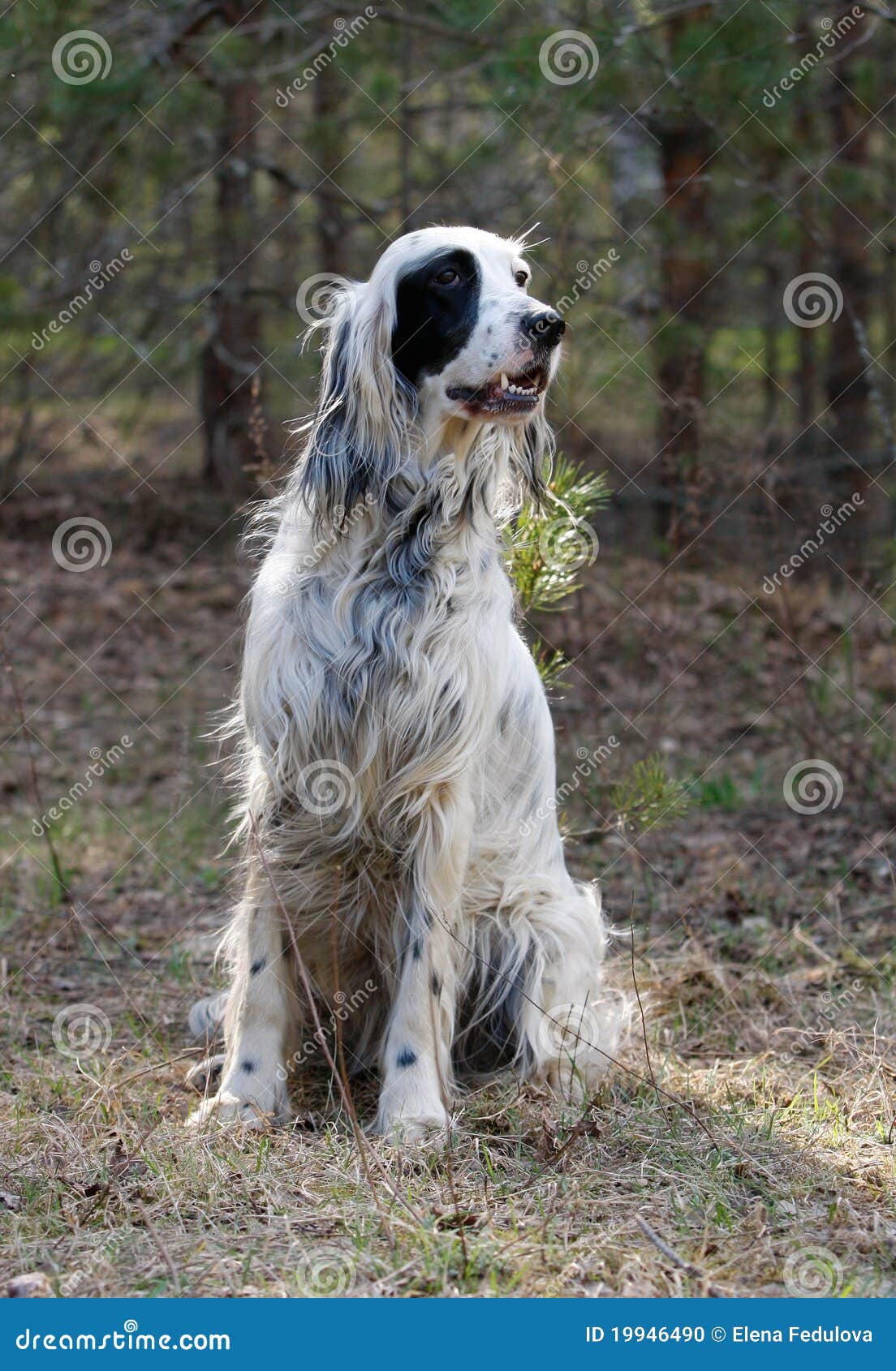 Setter s portrait stock photo. Image of eyes, doggy, hunters - 19946490