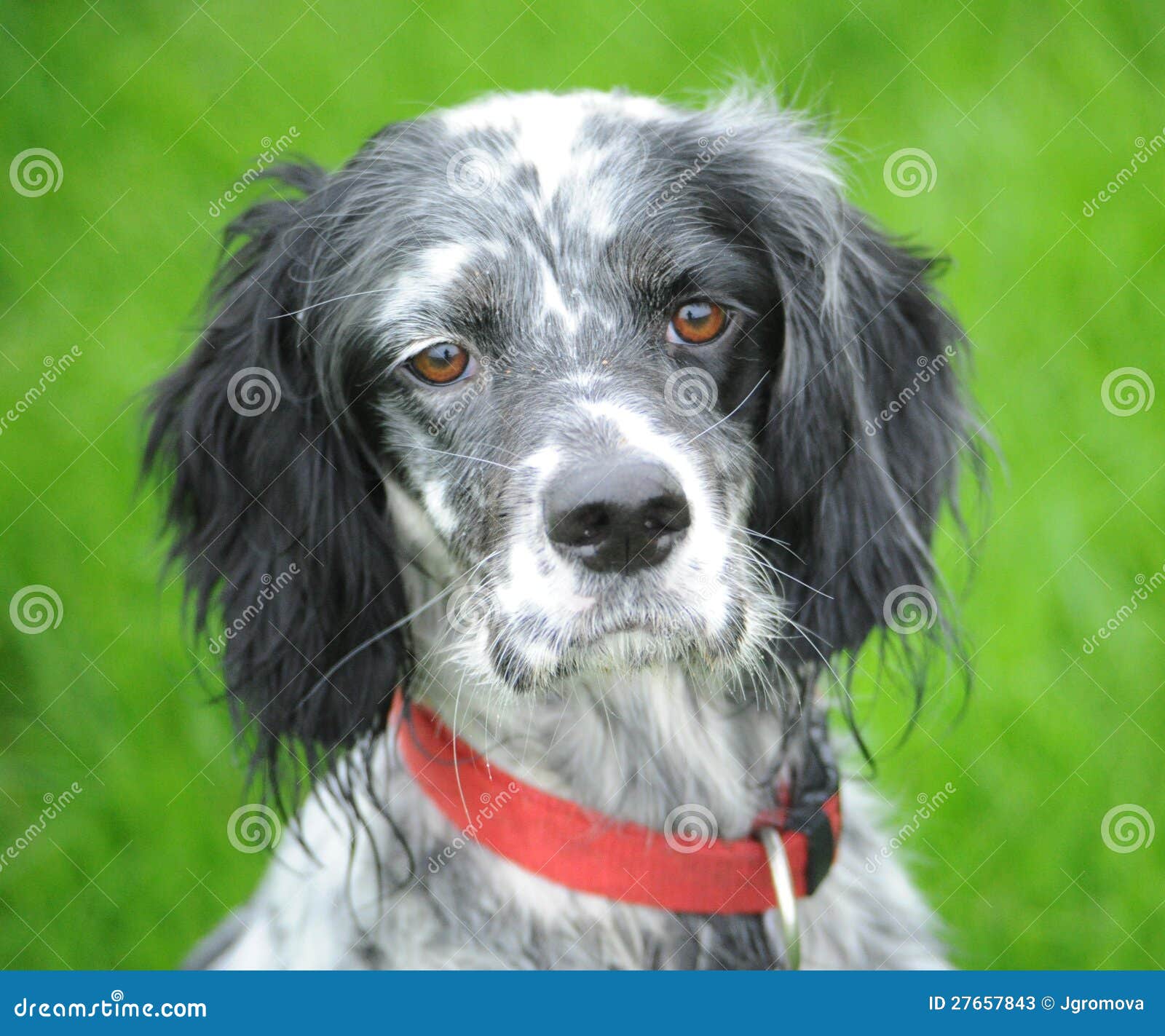 Setter - serious dog stock image. Image of nose, friendship - 27657843