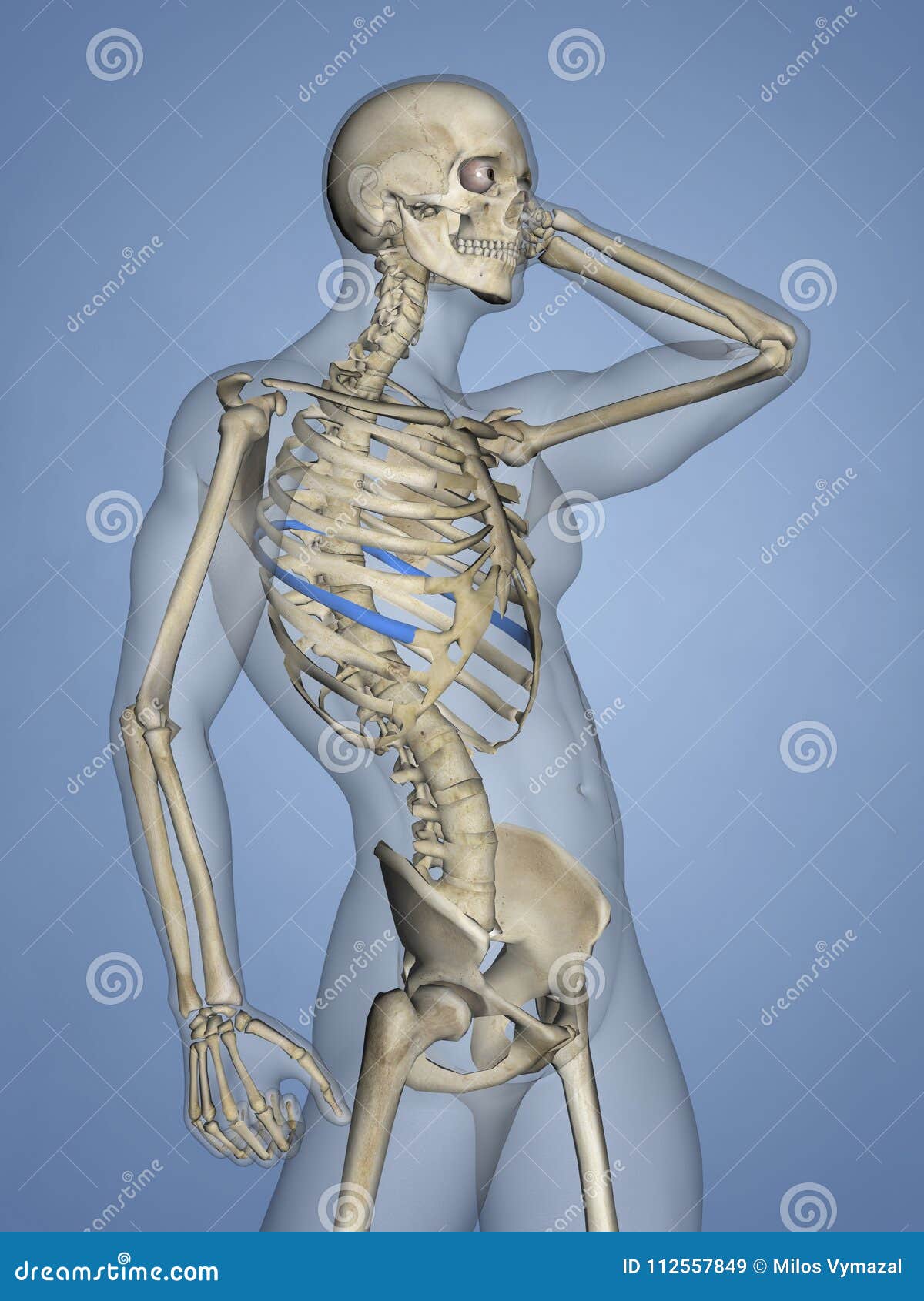 Settima Costola, Rib Cage, Modello 3D Illustrazione di Stock ...