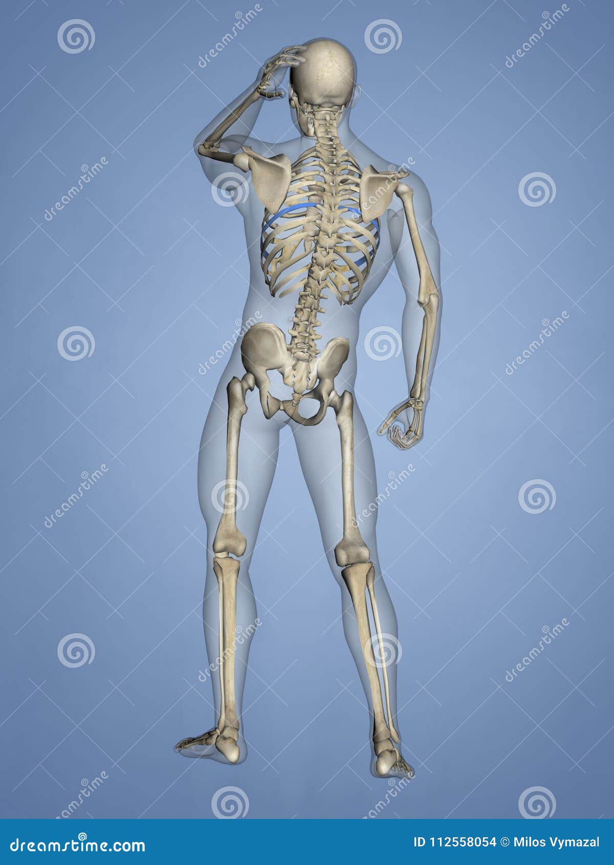 Settima Costola, Rib Cage, Modello 3D Illustrazione di Stock ...