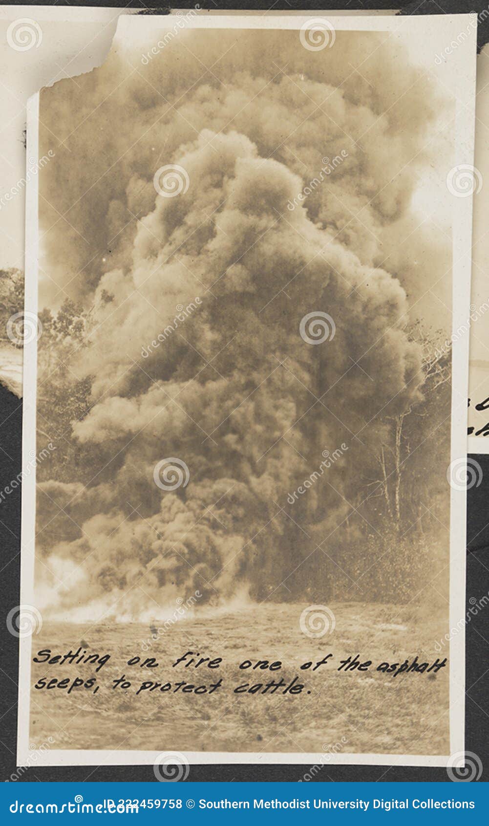 Setting On Fire One Of The Asphalt Seeps, To Protect Cattle. Picture ...