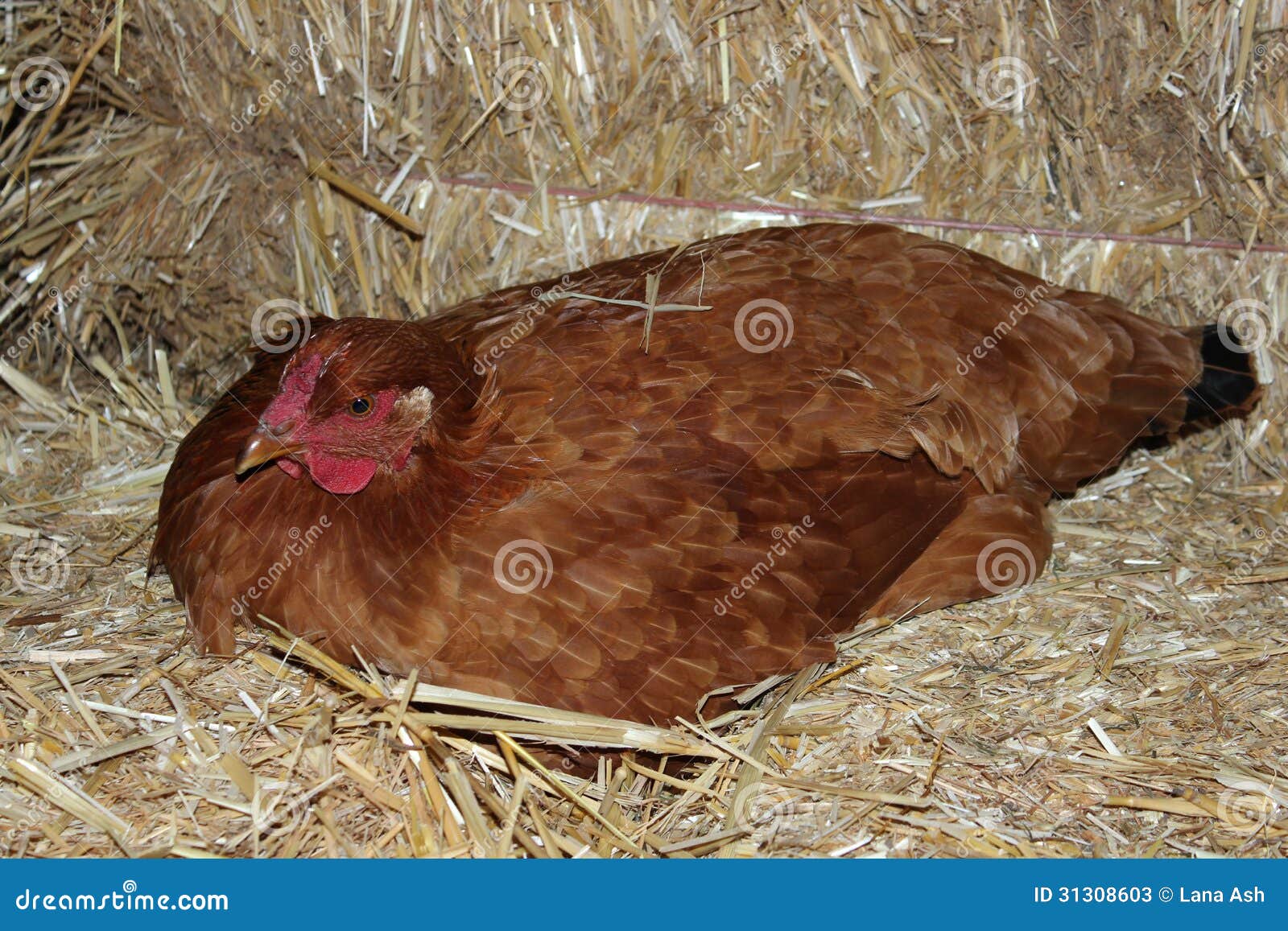 Setting Hen stock image. Image of eggs, sitting, chicken - 31308603