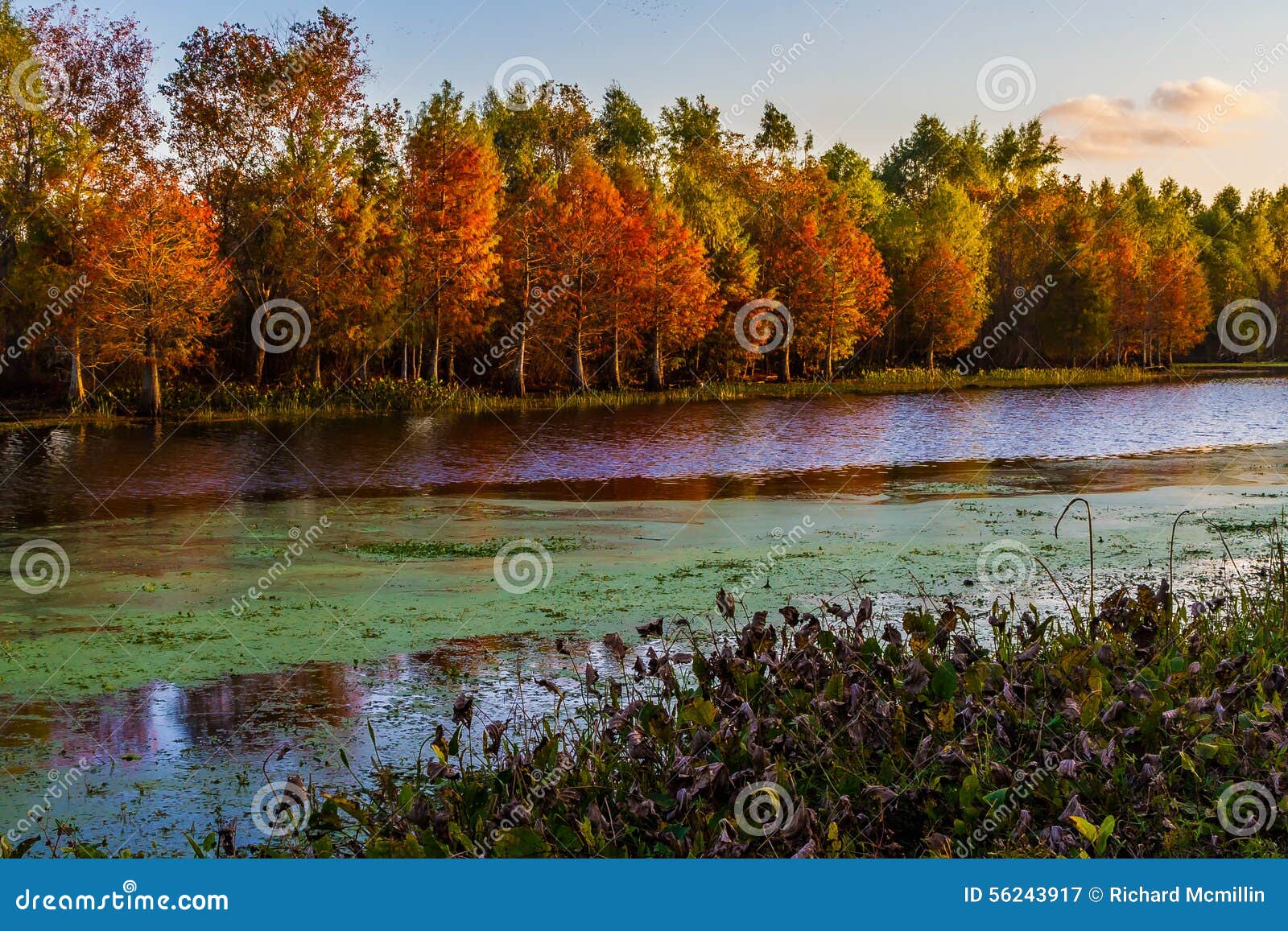 Setting Sun on the Bright Fall Foliage of Cypress Trees Stock Image ...