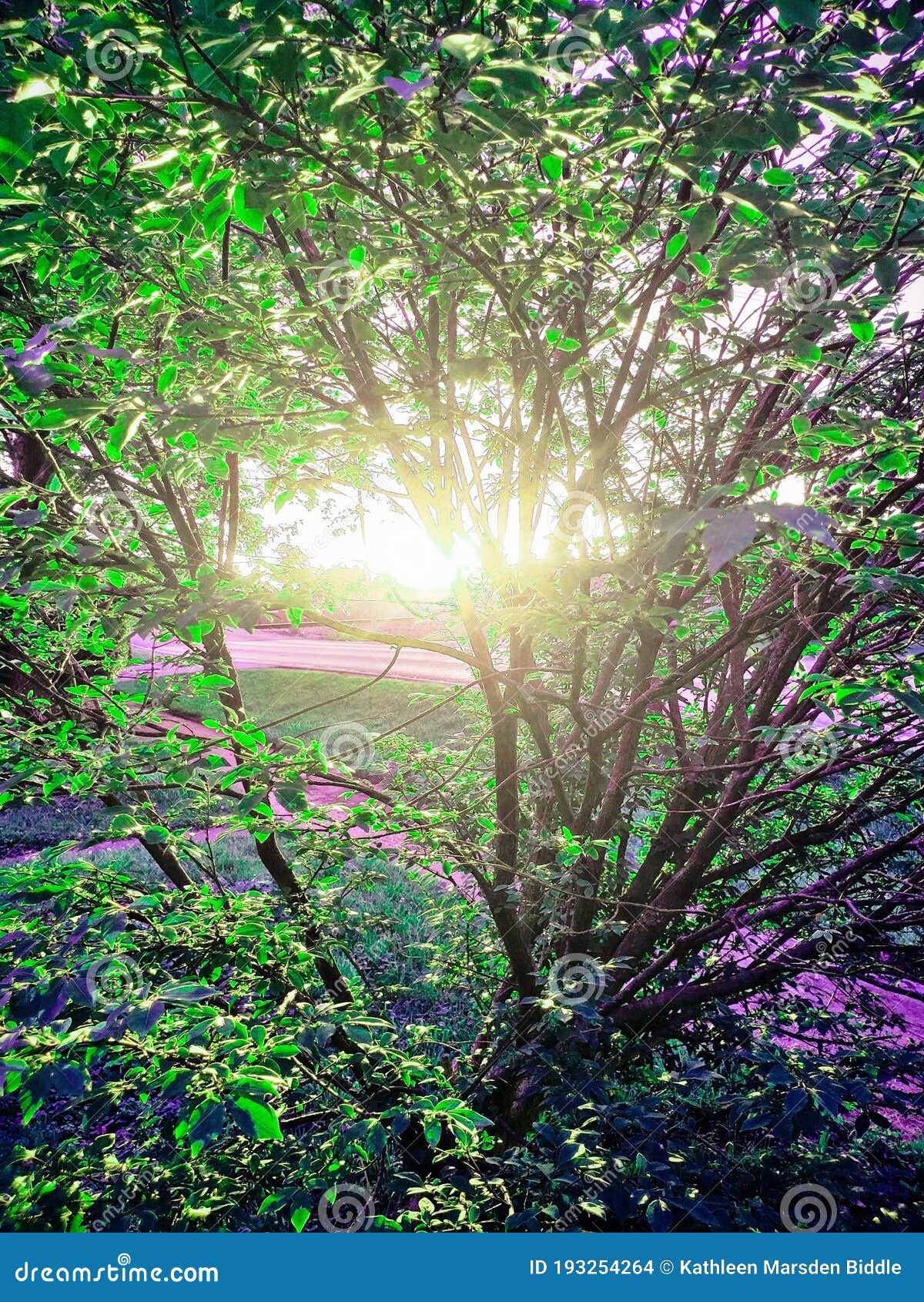 Setting sun through bush stock photo. Image of branch - 193254264