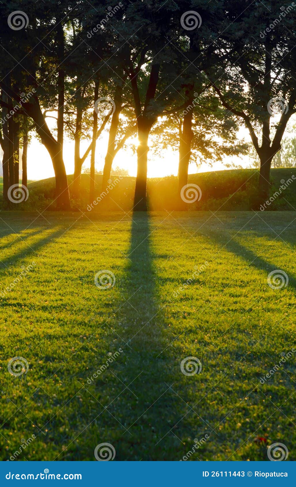 Setting Sun Casting Tree Shadows Stock Image - Image of peace, scenic ...