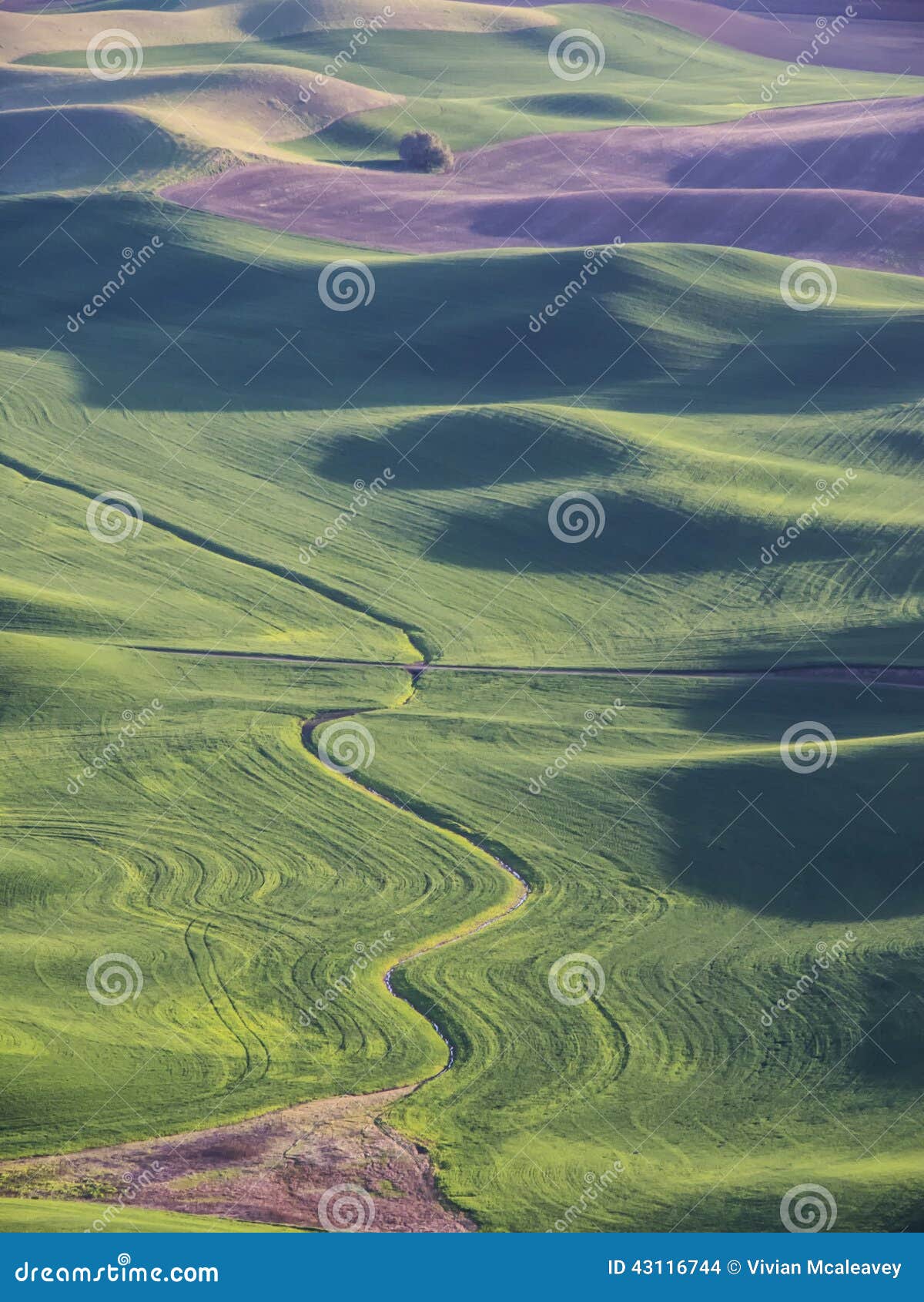Setting Sun Creates Long Shadows on Rolling Hills Stock Photo - Image ...
