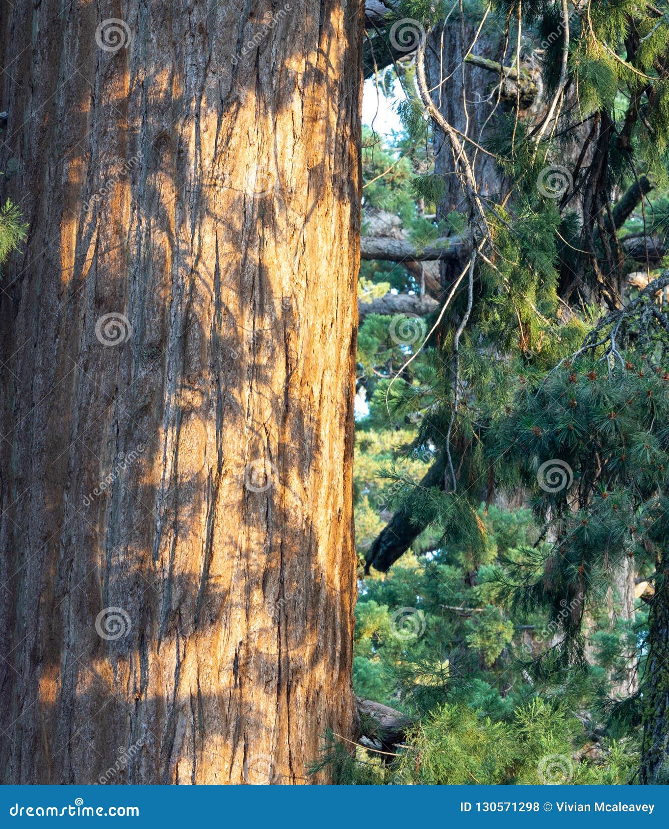 Shadows on tree trunk stock photo. Image of sequoia - 130571298