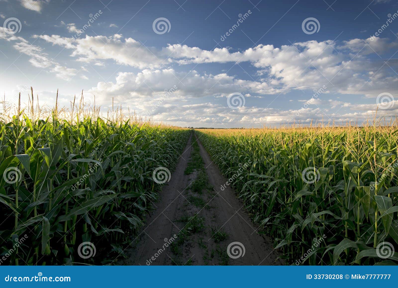 Setting Sun Over Corn Field and Dirt Road, Midwest, USA Stock Photo ...