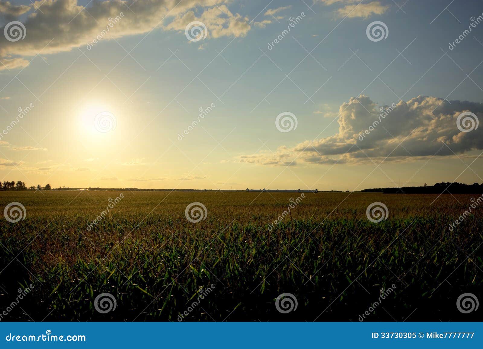 Setting Sun Over Corn Field, Midwest, USA Stock Image - Image of cloud ...