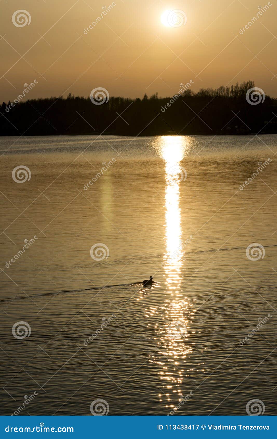 The Setting Sun Reflecting on the Surface of the Pond and Duck Stock ...