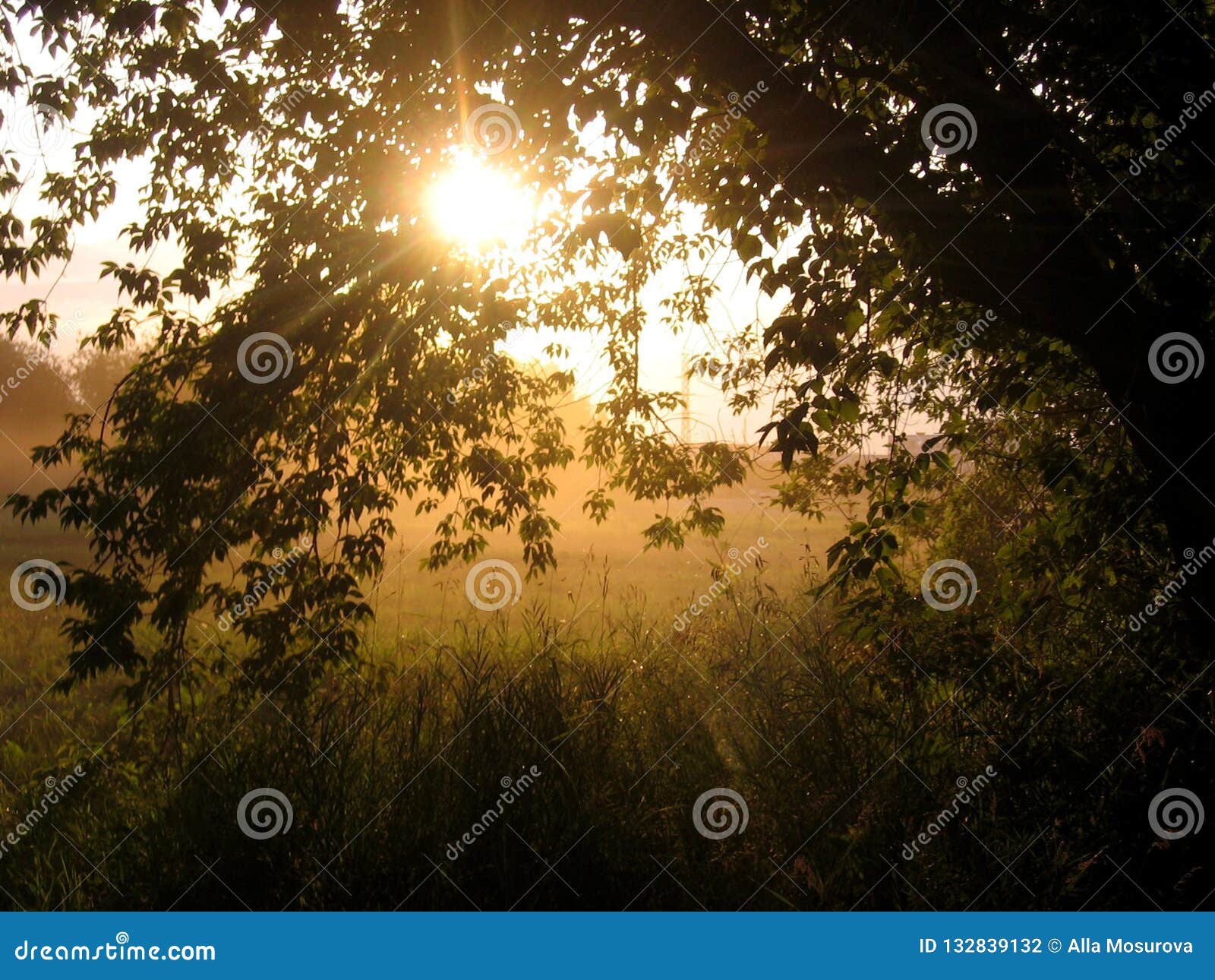 The Setting Sun Shines through the Evening Fog Around the Big Tree ...