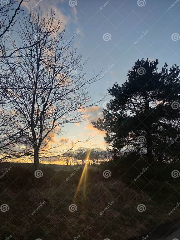 Setting Sun Shines through Scottish Trees Stock Photo - Image of nature ...