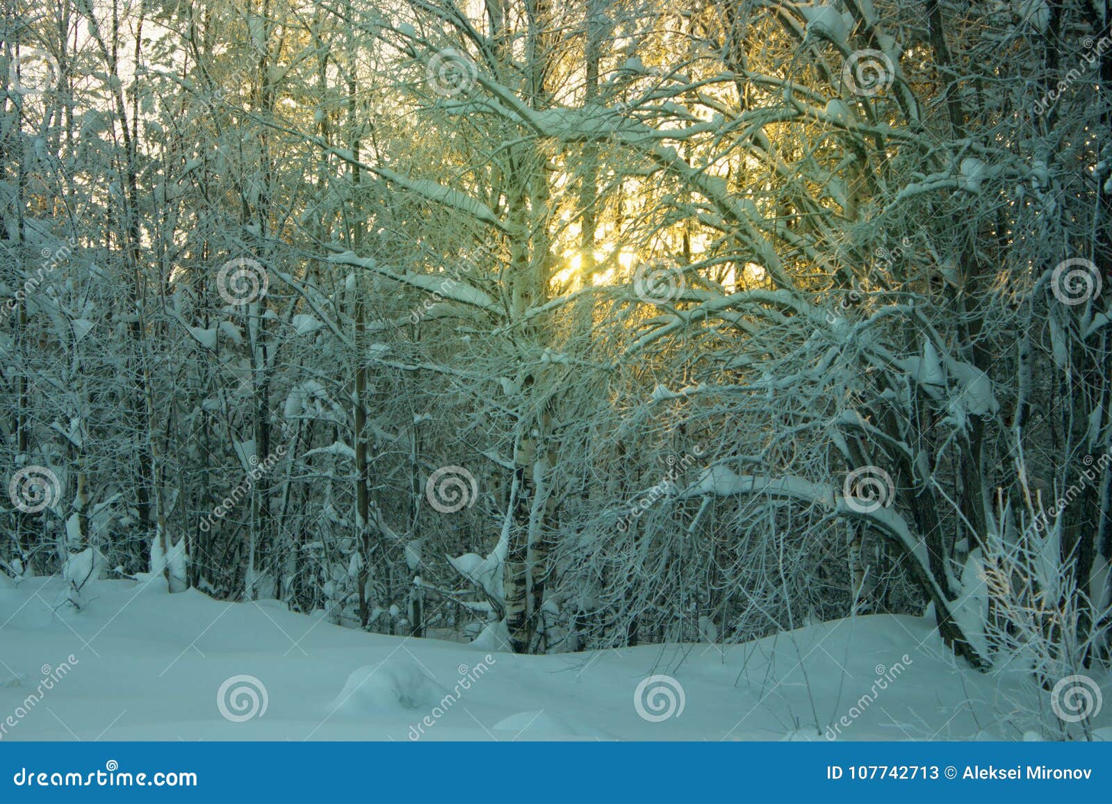 The Sun Shines through the Snow-covered Trees in the Forest Stock Image ...