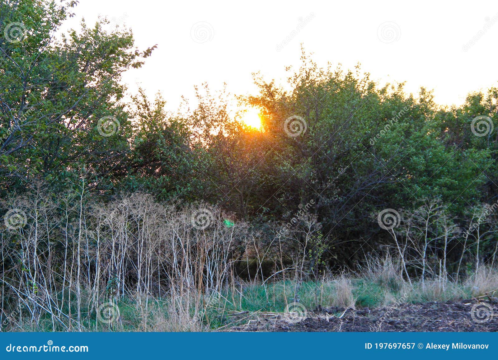Setting Sun Shines through a Trees Stock Image - Image of leaf, beauty ...