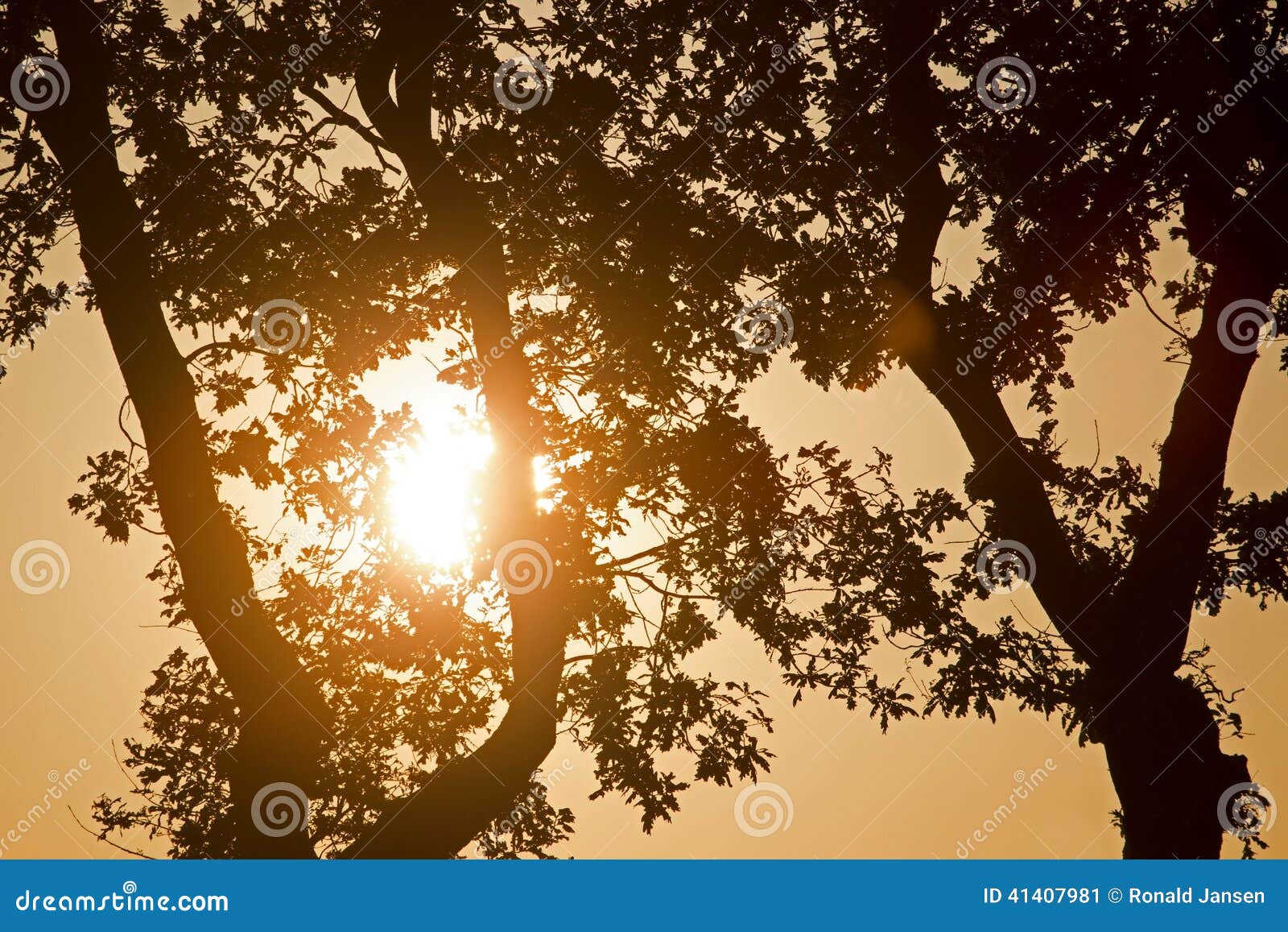 Setting Sun Shining through the Branches of a Tree Stock Image - Image ...
