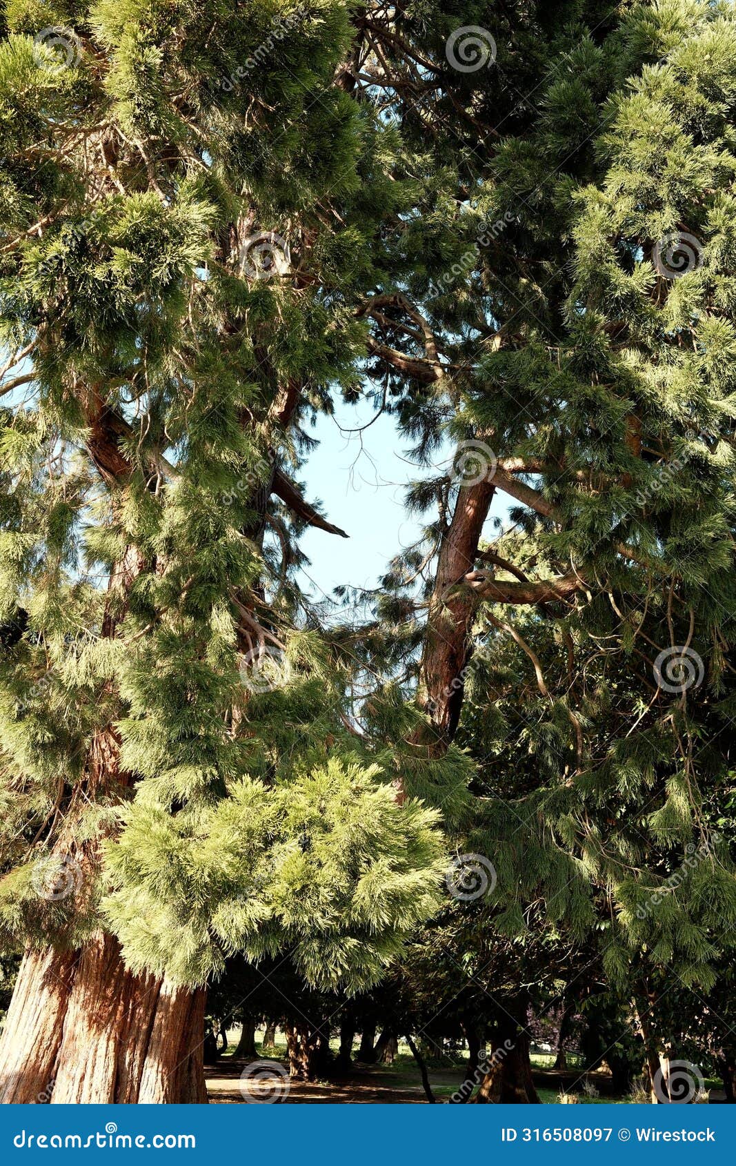 Setting Sun Shining through a Clump of Pine Trees in Dublin S Phoenix ...