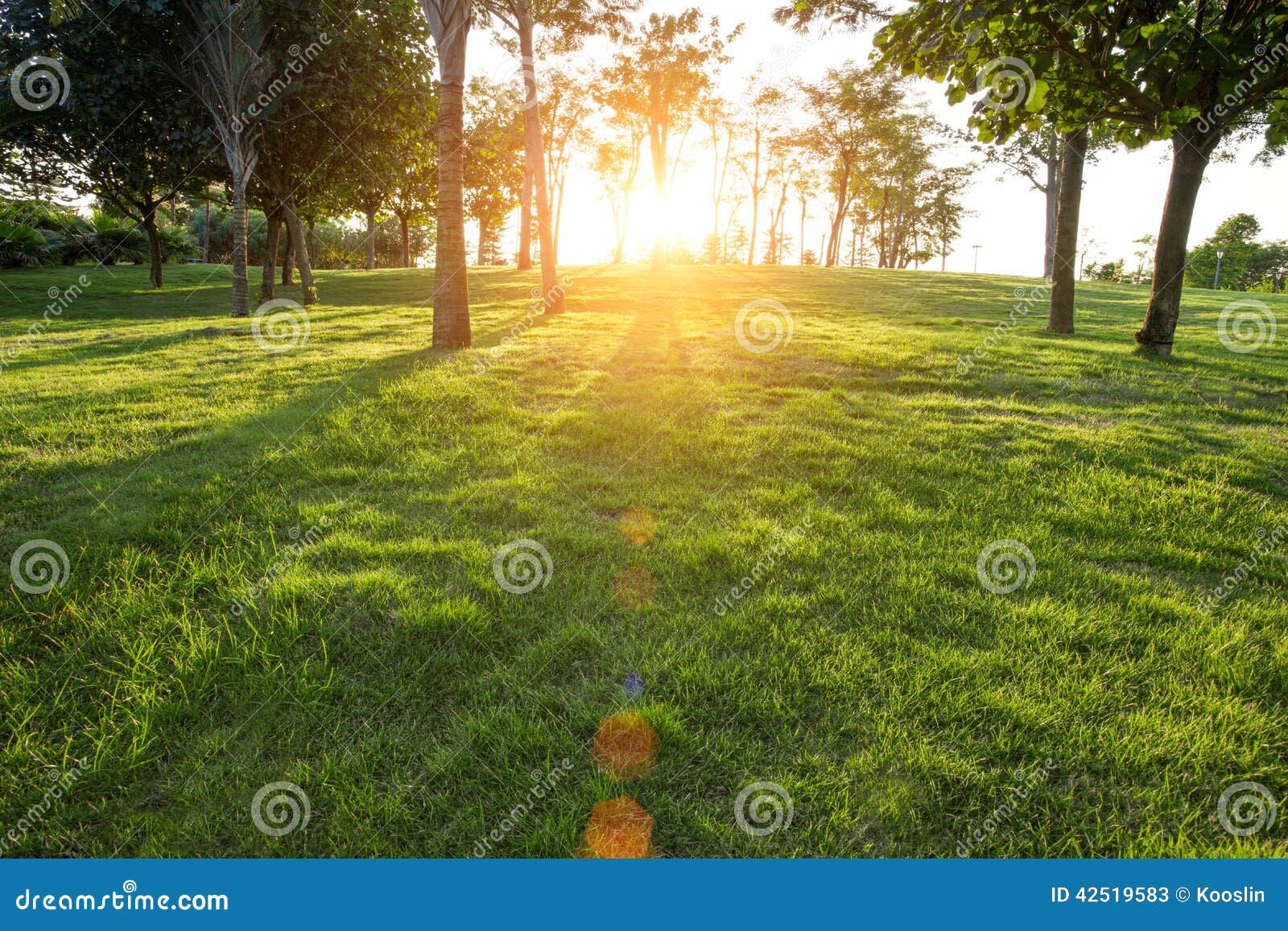 Sun Shining Through Trees In The Forest, Sun Rays, Pine Trees, Grass ...