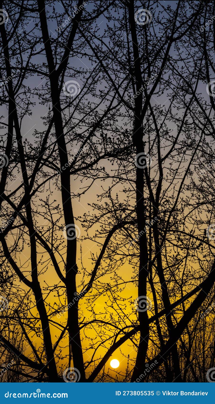 Setting Sun with Tree Branches in the Foreground Stock Image - Image of ...