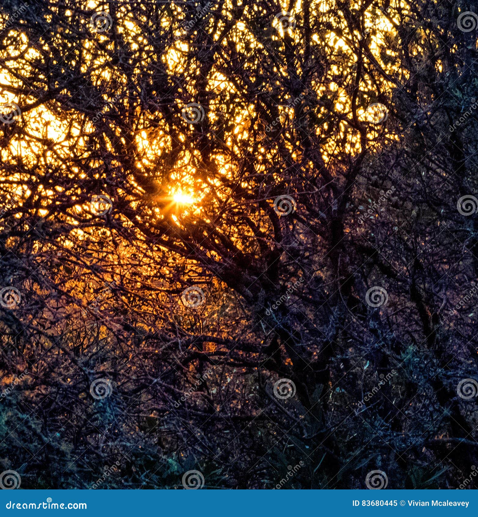Setting Sun through Tree Branches Stock Image - Image of setting ...