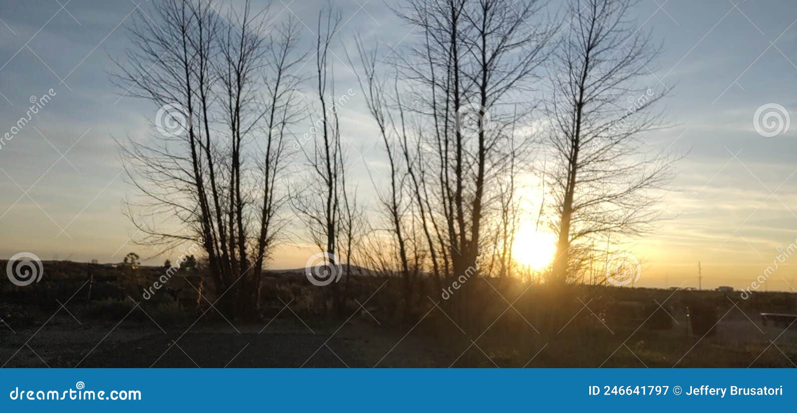 Setting Sun through the Trees Stock Image - Image of branch, morning ...
