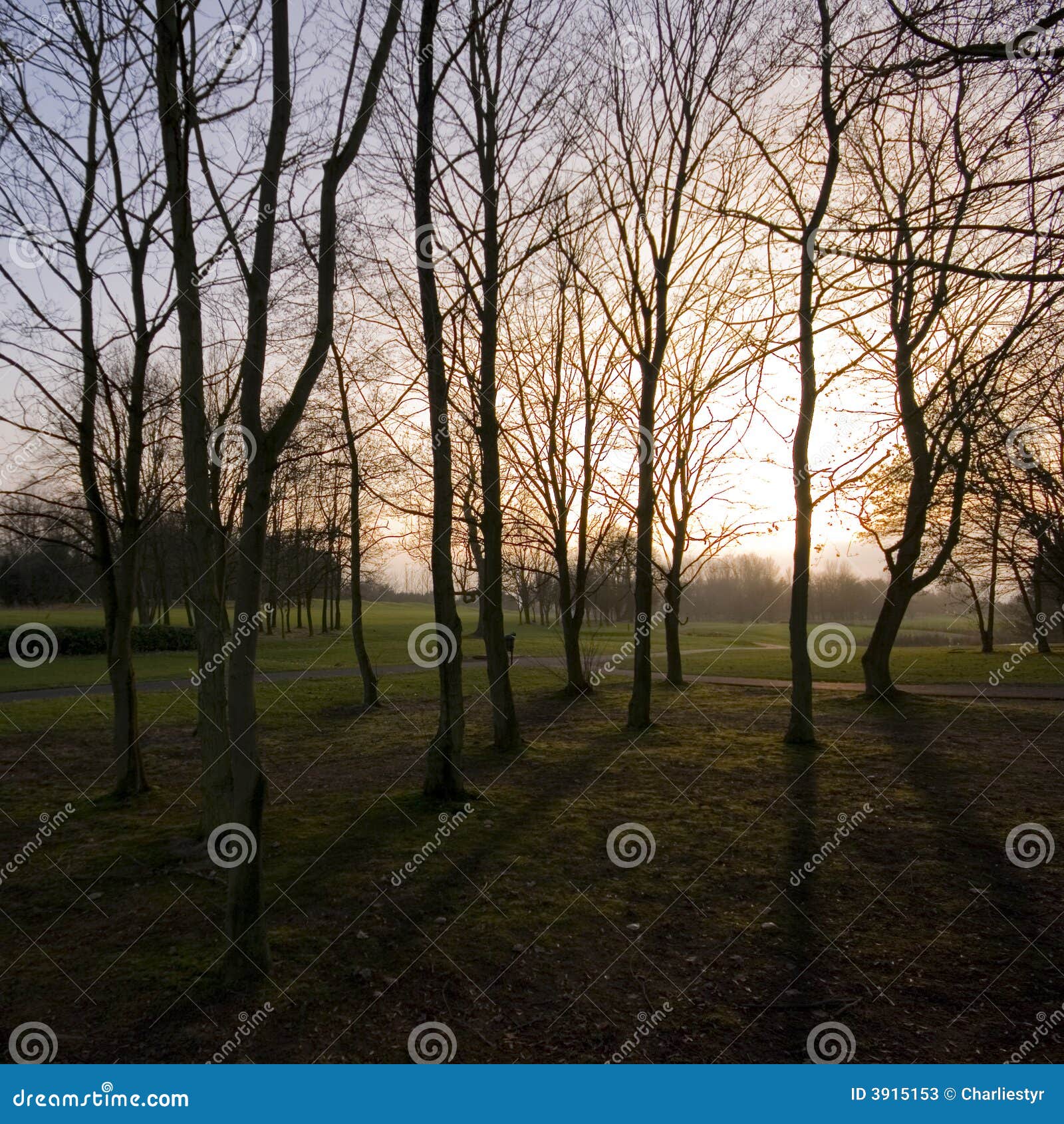 Setting Sun through Winter Trees Stock Image - Image of peace, quiet ...