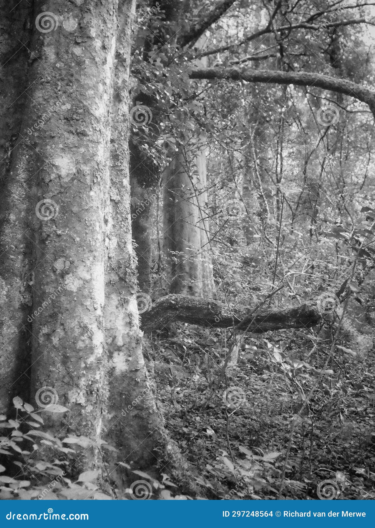 The Setting of Trees in a Forest- Dramatic Stock Photo - Image of ...
