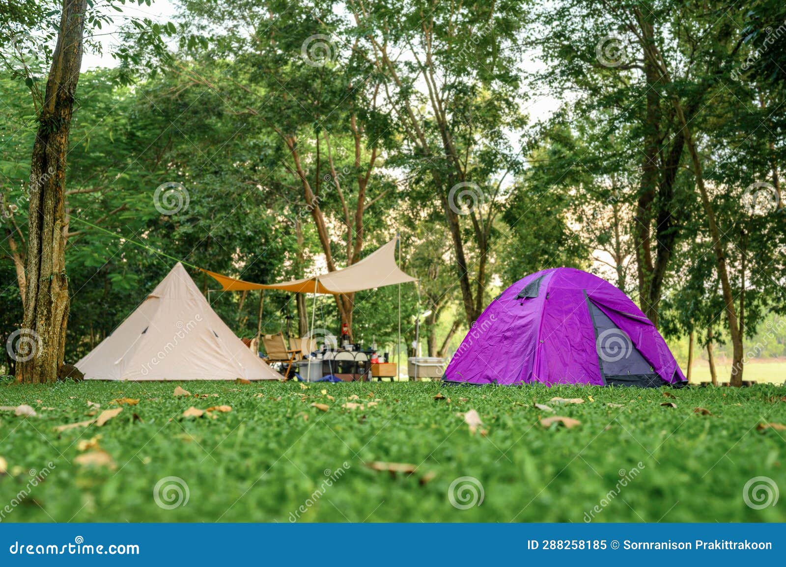 Setting Up a Camping Tent in the Midst of Green Nature Garden. Focus on ...