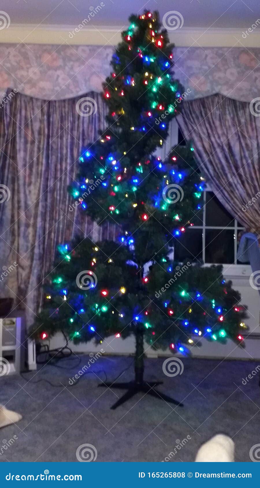 Setting up Christmas tree stock photo. Image of tree - 165265808