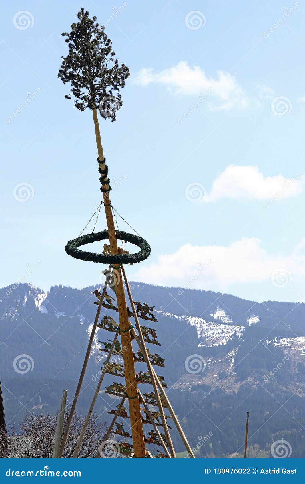 Setting Up a May Tree on 1 May in Bavaria is a Well-known Tradition ...