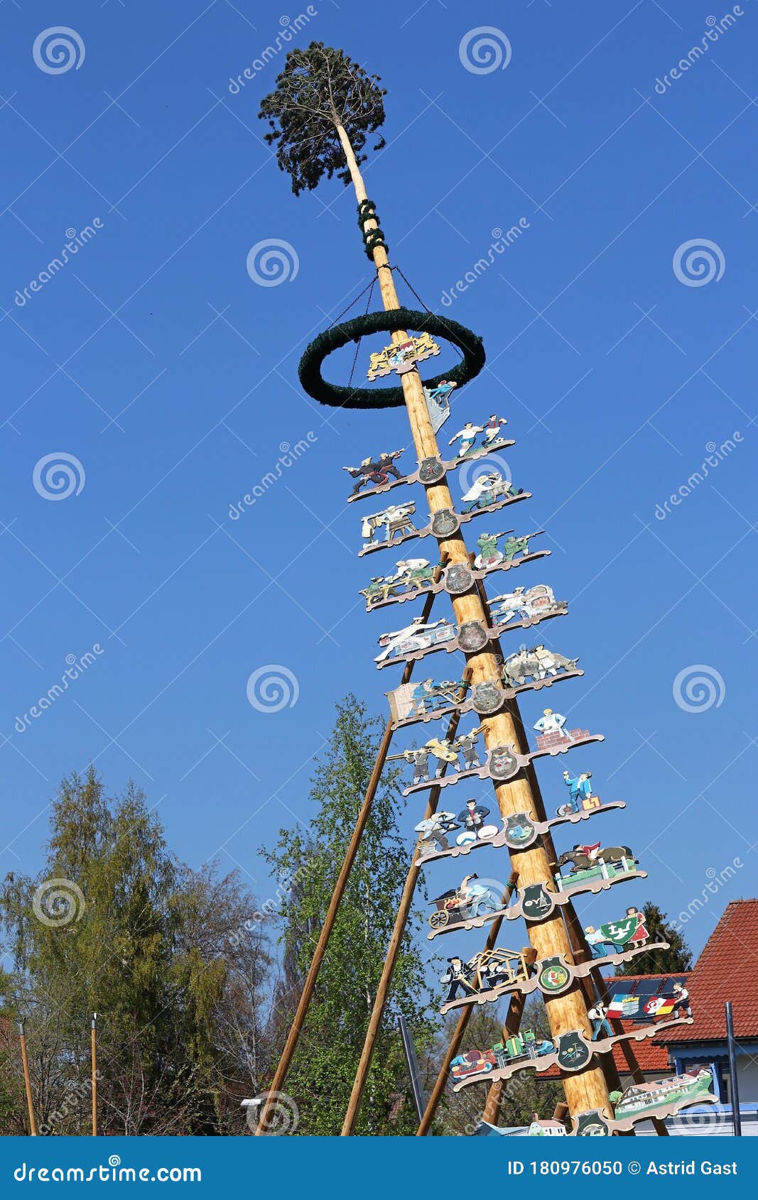 Setting Up a May Tree on 1 May in Bavaria is a Well-known Tradition ...