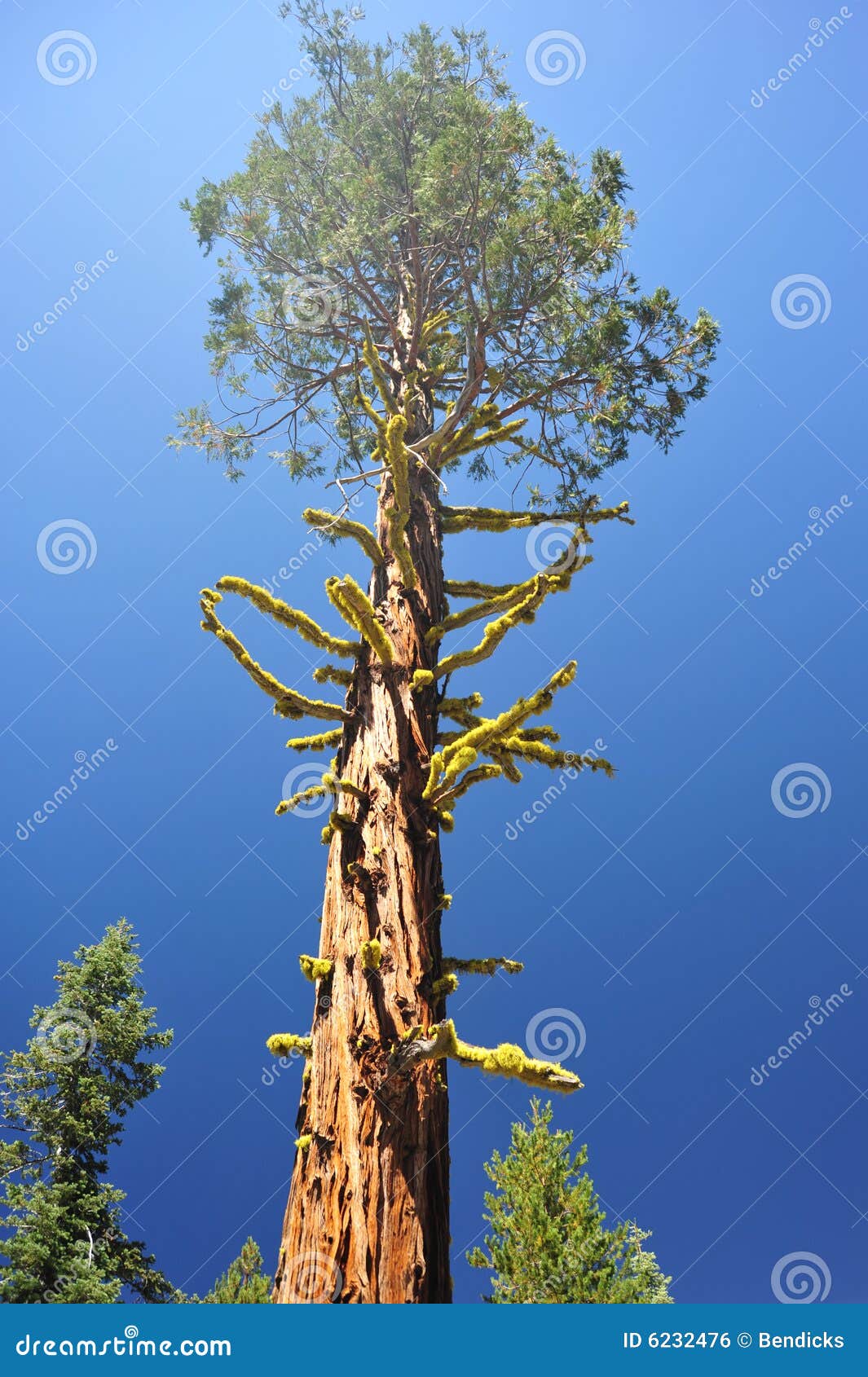 Seul arbre de cèdre géant photo stock. Image du vert, ciel - 6232476