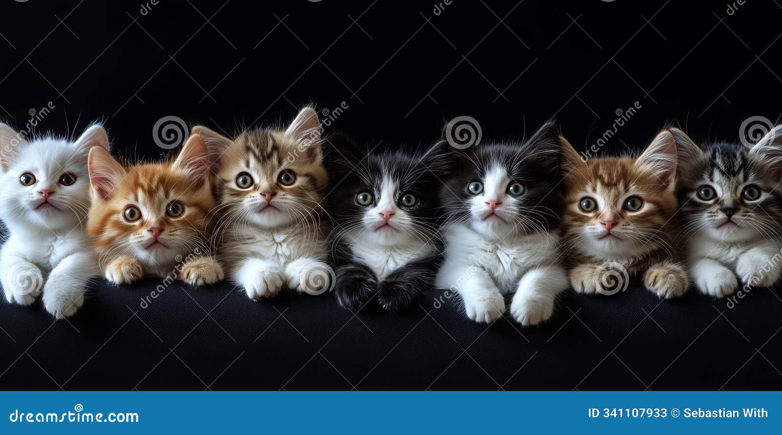 Seven Adorable Kittens Lined Up in a Row Against a Dark Background ...