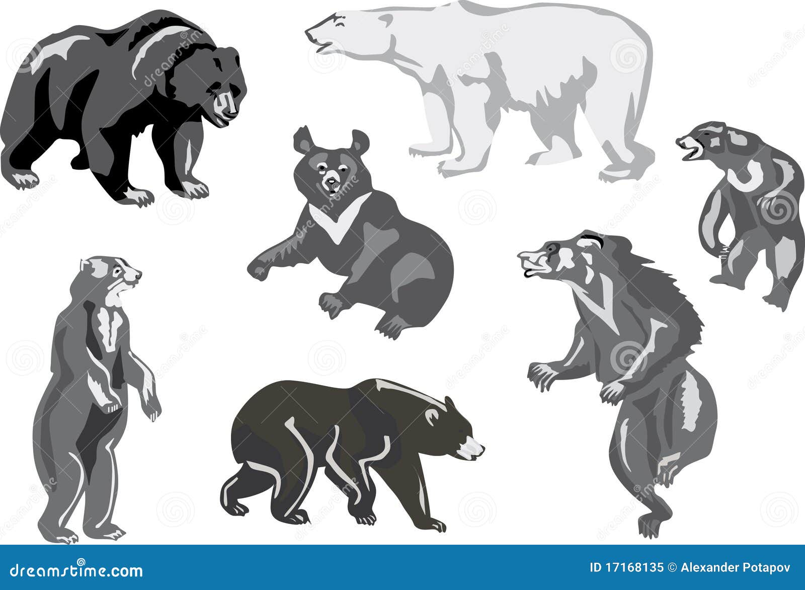 Seven Bears Isolated on White Stock Vector - Illustration of white ...