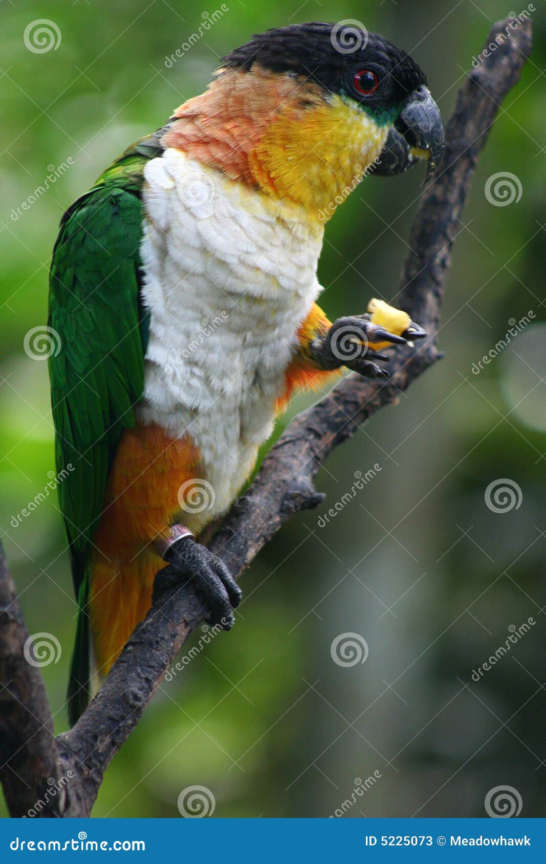 Seven-Colour Parrot stock image. Image of fruit, colour - 5225073