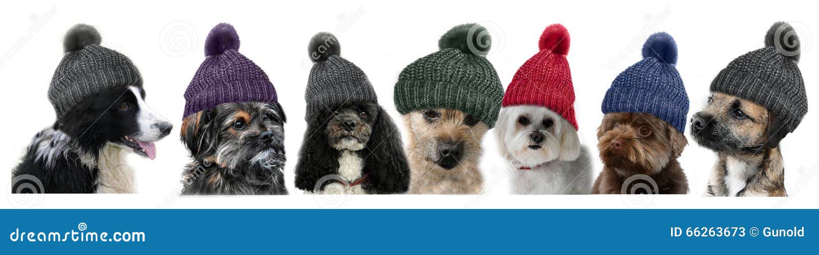 Seven dogs stock image. Image of front, critter, grey - 66263673