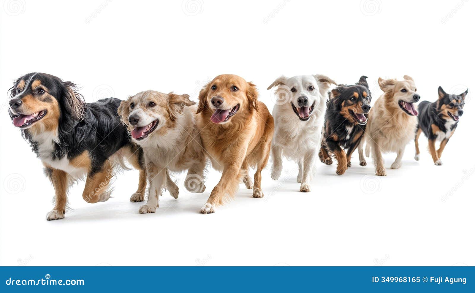 Seven Dogs of Various Breeds Running in a Line Against a White ...