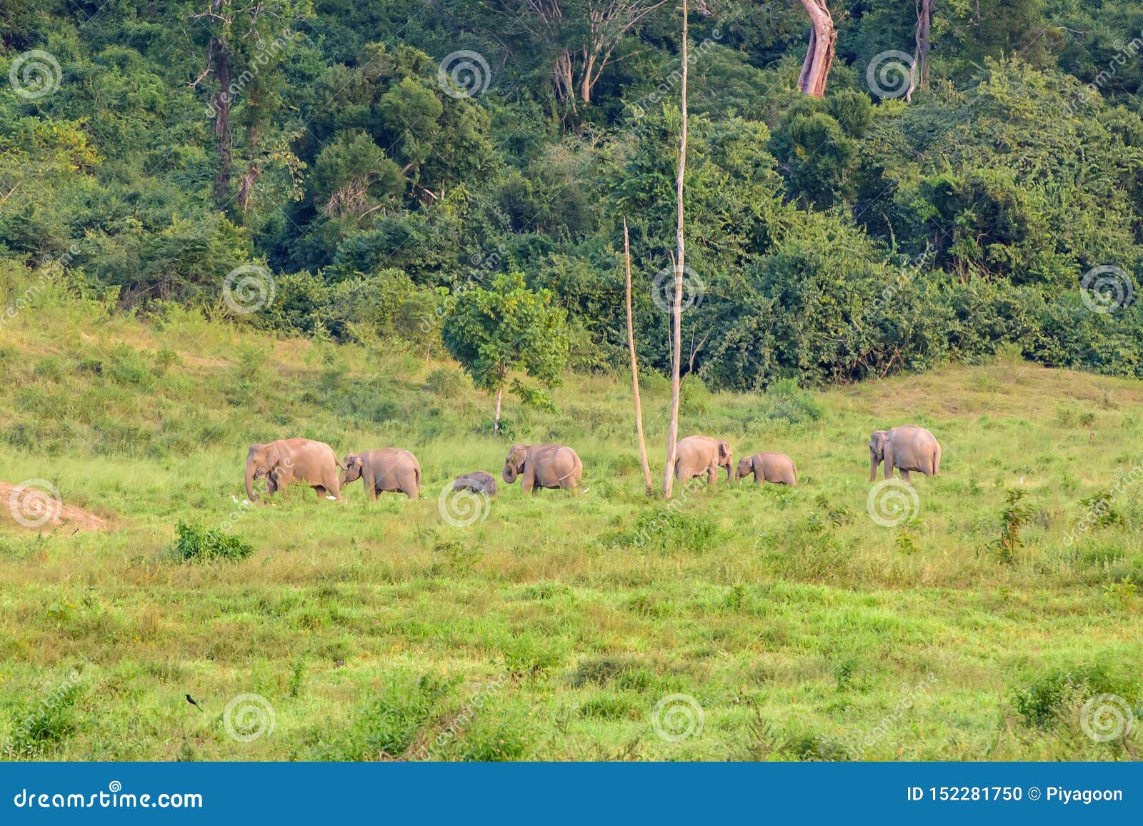 Seven elephant stock photo. Image of park, nature, outdoor - 152281750