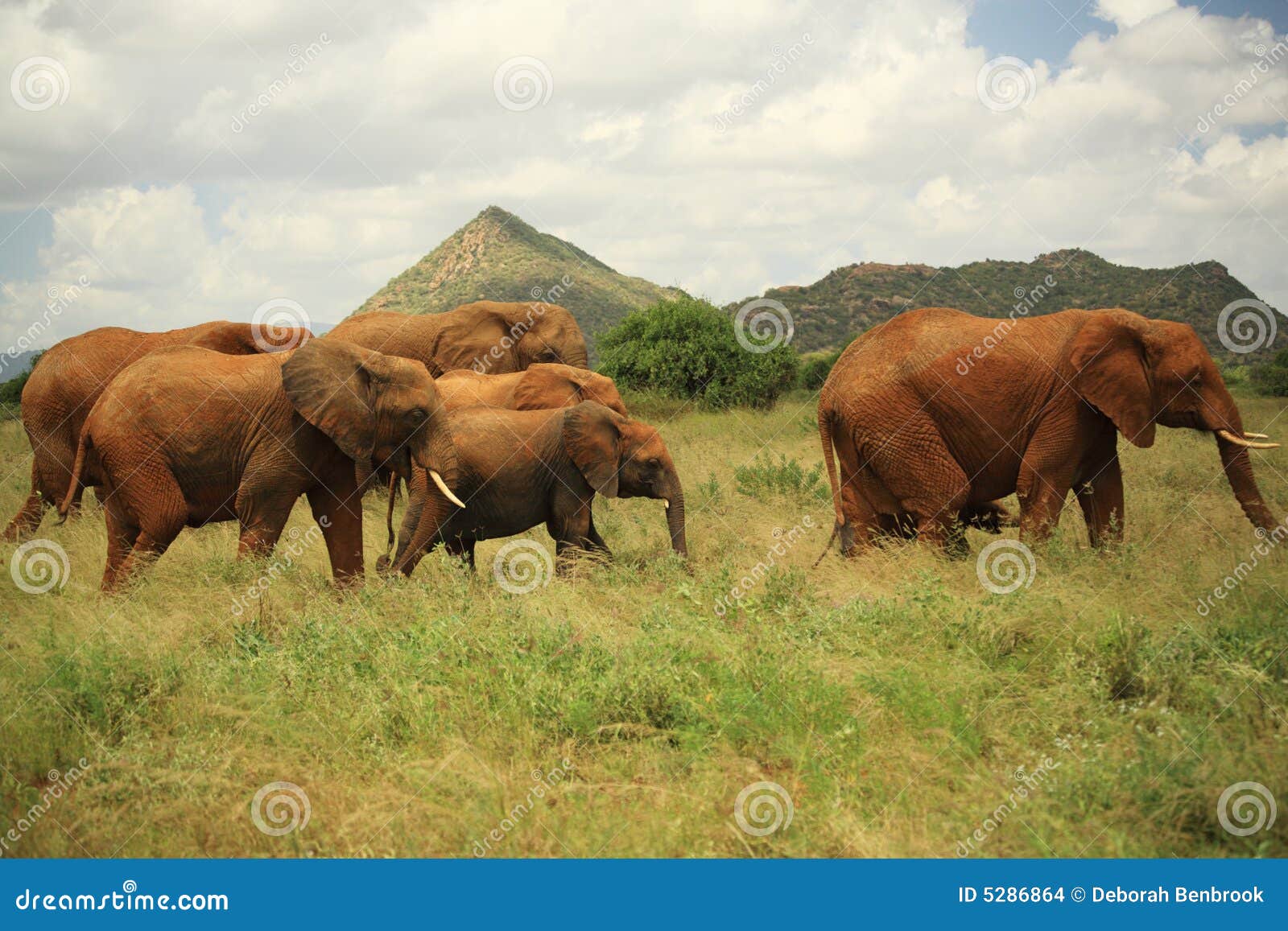 Seven elephants stock photo. Image of mammal, kenya, game - 5286864