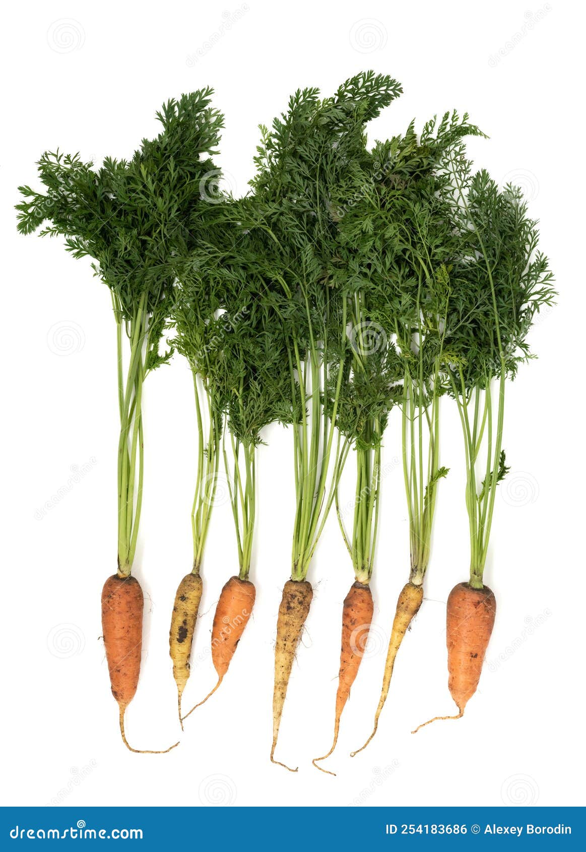 Seven Fresh Carrots with Greens on White Stock Photo - Image of ...