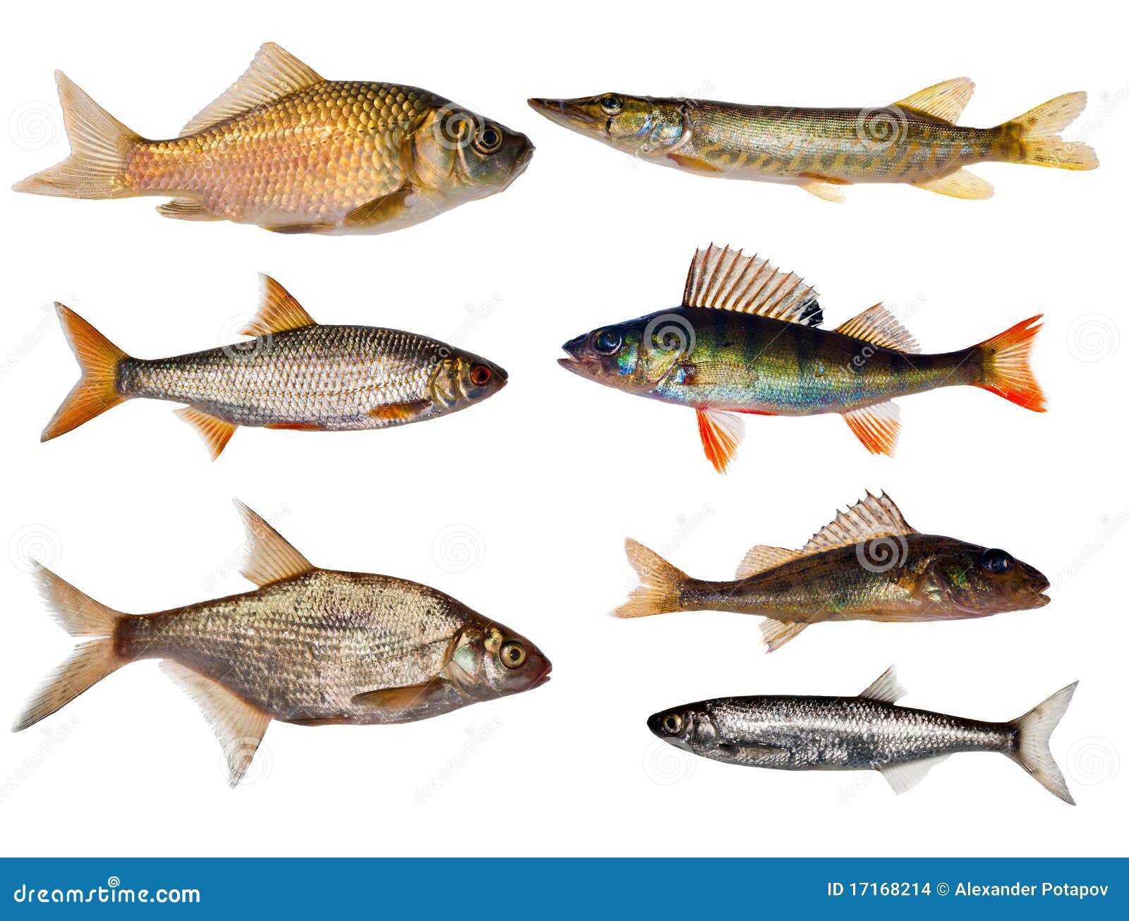 Seven Freshwater Fishes Collection Stock Photo - Image of color, sample ...