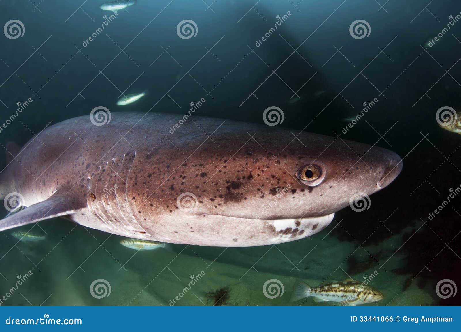 Seven Gill Shark stock photo. Image of saltwater, underworld - 33441066