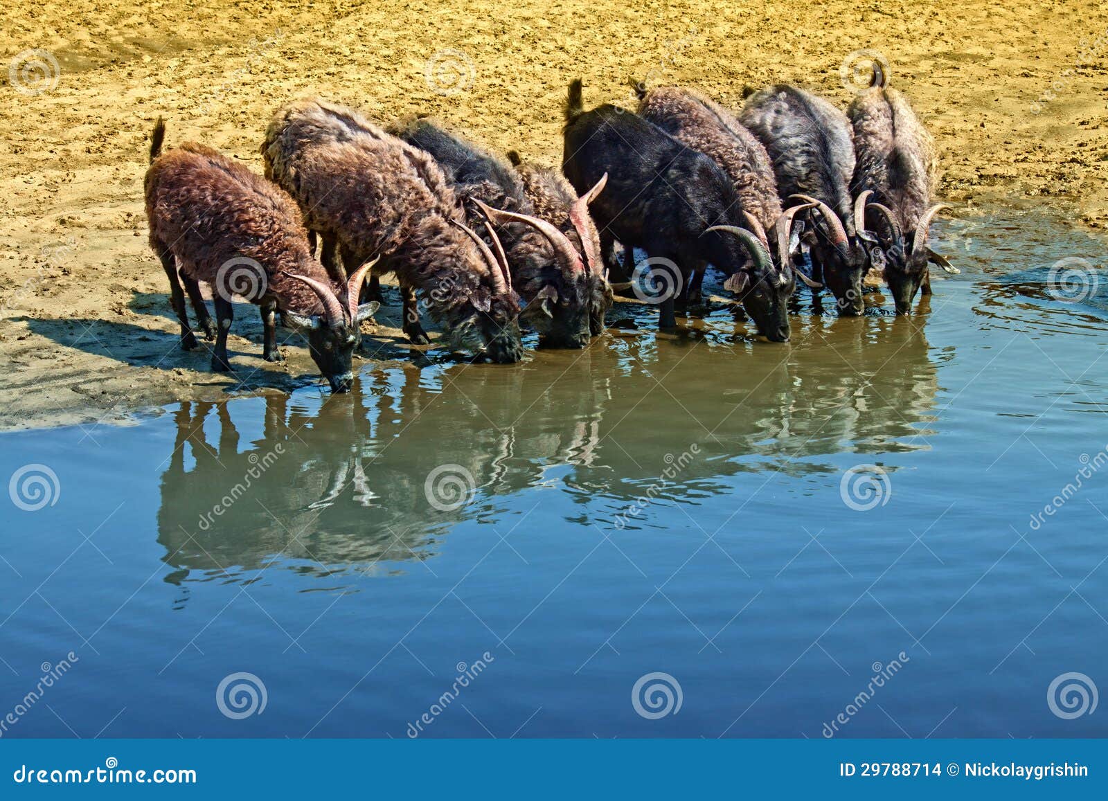 Seven goats stock photo. Image of mammals, horizontal - 29788714