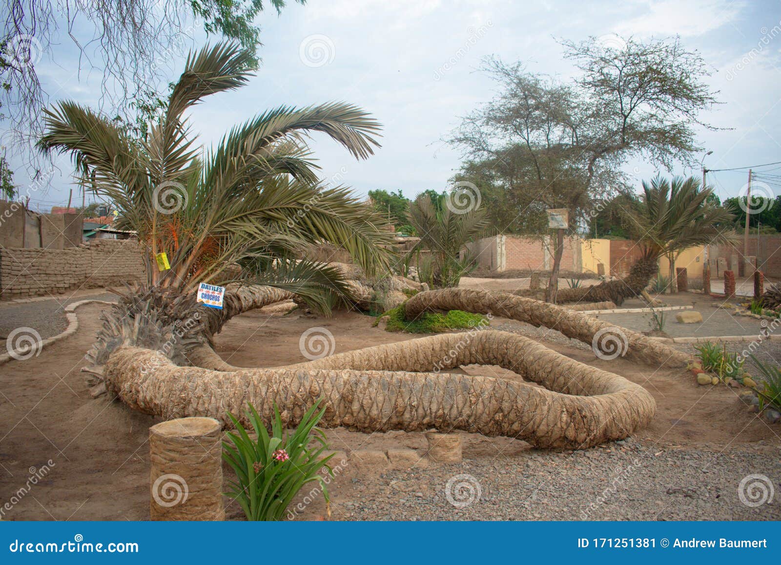 The Seven Headed Palm in Ica Peru Stock Image - Image of history ...