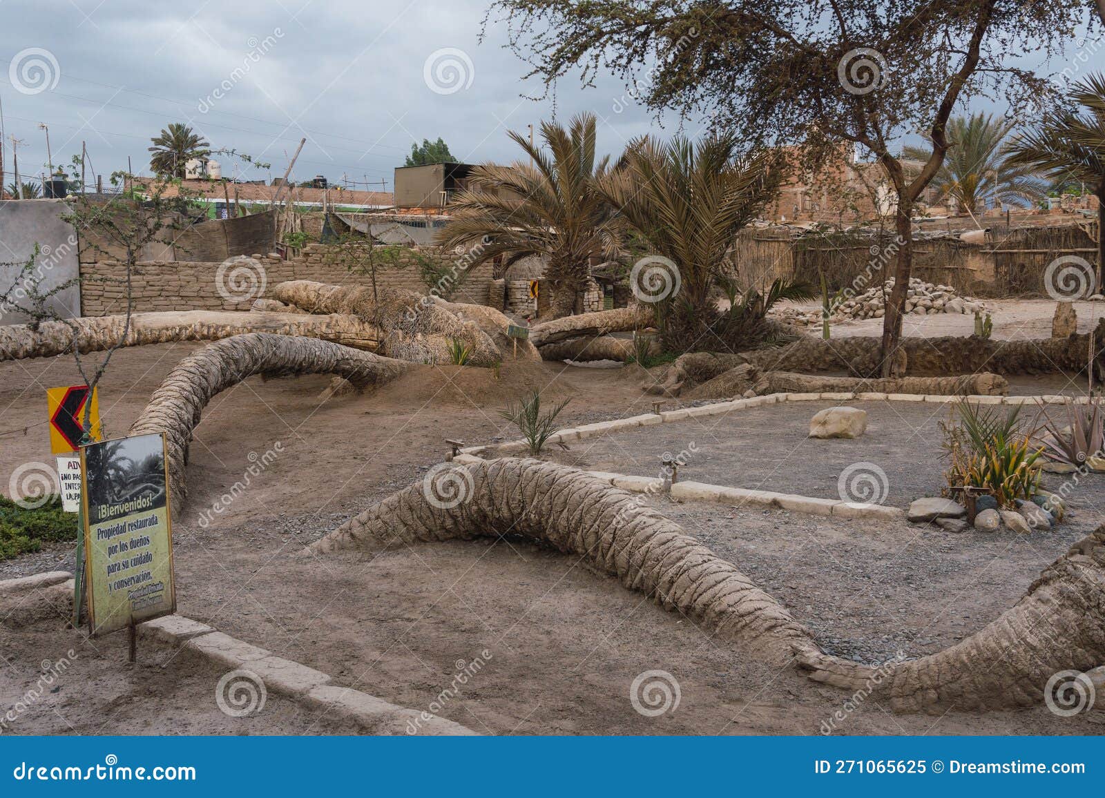 Seven Headed Palm Tree at Cachiche Town Stock Image - Image of black ...