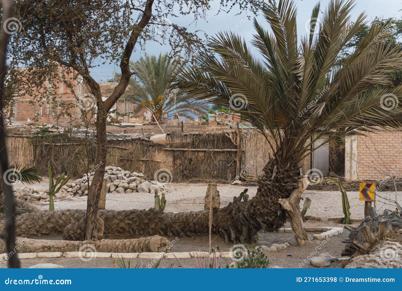Seven Headed Palm Tree at Cachiche Town Stock Photo - Image of leaf ...