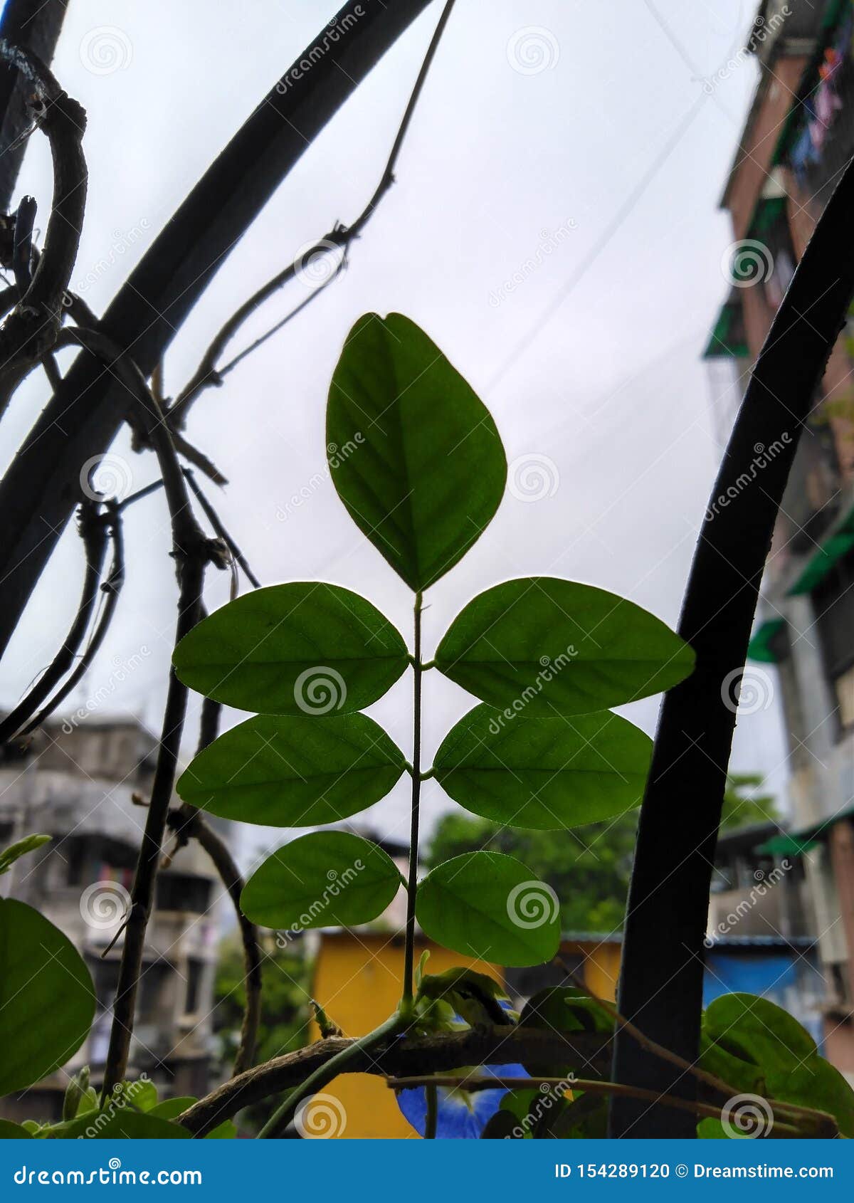 Seven Leaves on Single Stem of Plant Stock Photo - Image of home ...