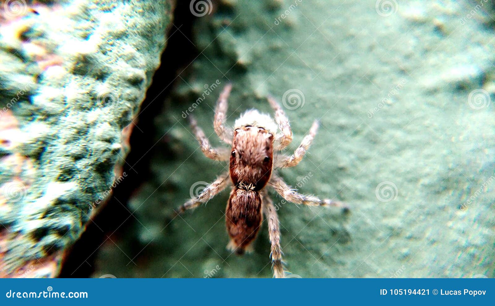 Spider stock image. Image of zoom, seven, closeup, macro - 105194421